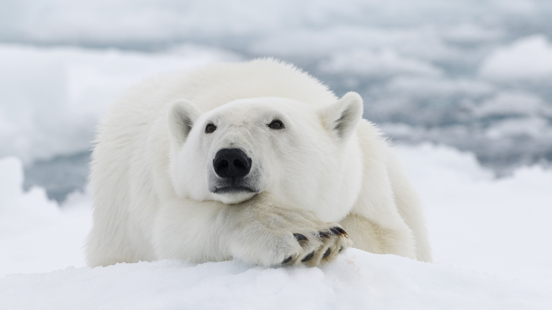 polar-bears-just-one-upped-humans-here-s-how