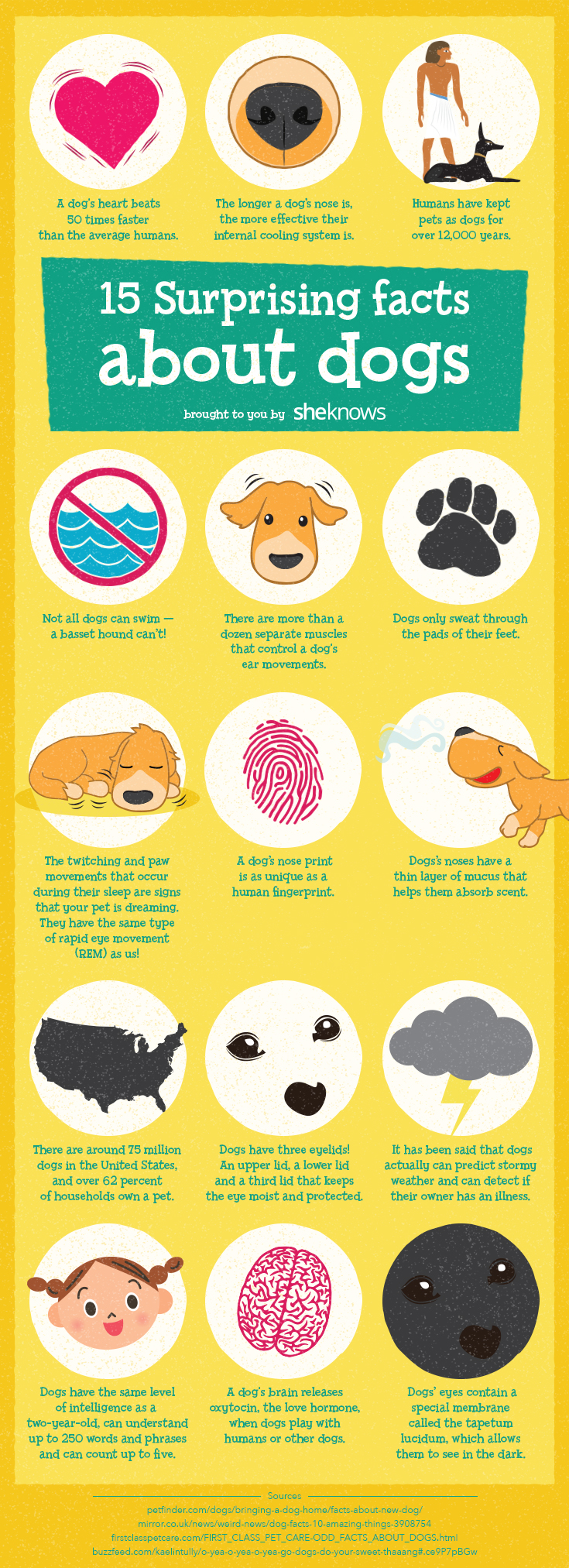 Fun Facts On Dogs Interesting Facts About Domestic Wi Vrogue co Fun Facts On Dogs Interesting Facts About Domestic Wi Vrogue co