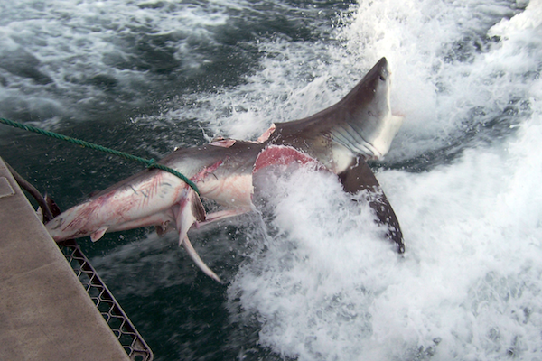 Worst Shark Bites