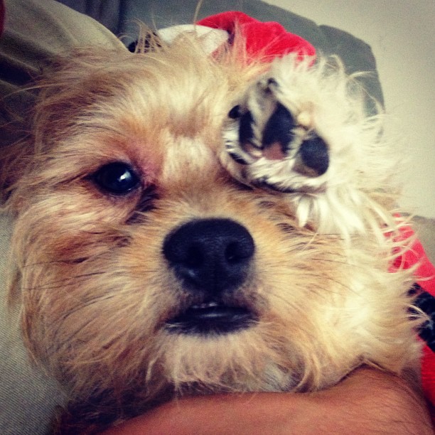 11 Unusual tricks to teach Fido