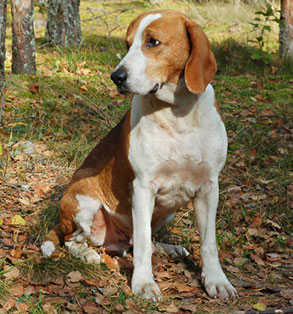 Yuck! I'm about to get a small dog. - Page 4 | TexAgs