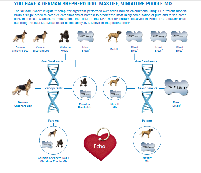 Can this 85 lb dog really be part Miniature Poodle?
