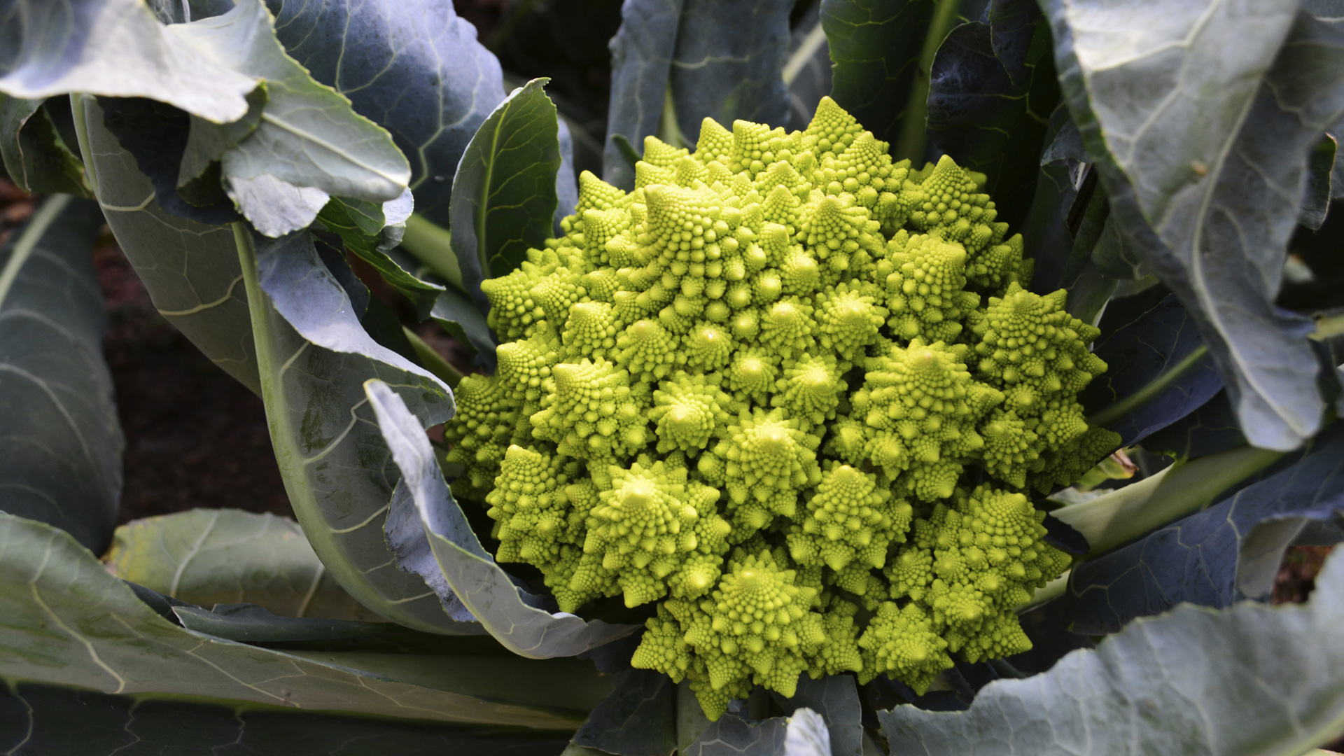 Unexpected farmers market finds and how to cook them